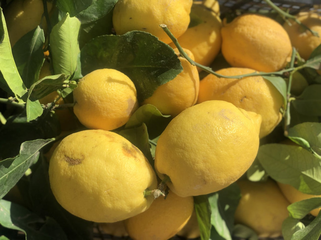 Spanish lemon recipes for Easter – Brindisa Spanish Foods